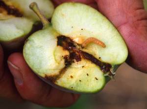 The Worst Fruit Pest in the World is Even Worse in South Africa ...