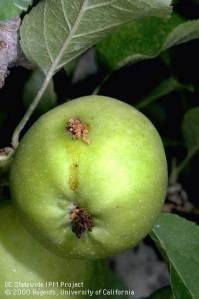 Chilean Apple Growers Must Use Insecticides to Control Quarantine Pests ...