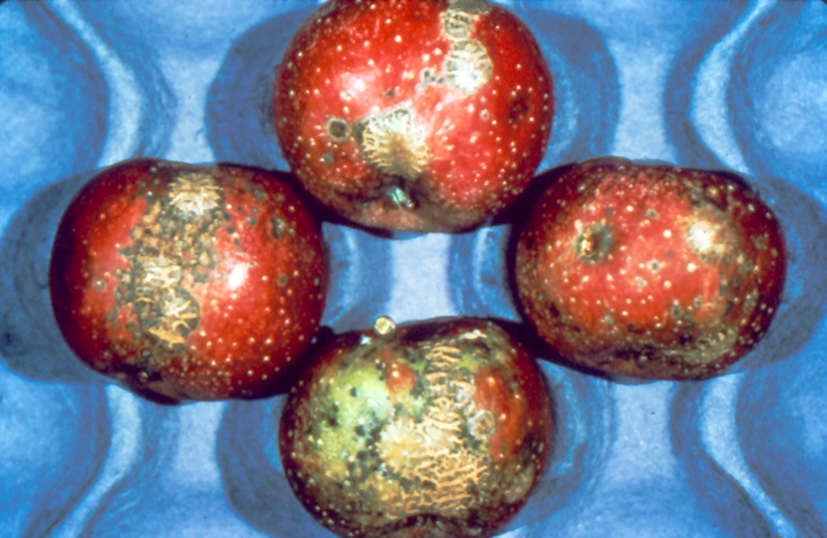 Apples Can be grown in New Zealand Thanks to Fungicide Sprays ...