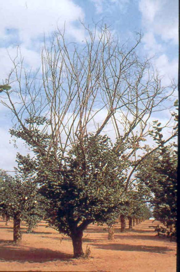 Eastern Filbert Blight Would Kill All the Western Hazelnut Trees ...