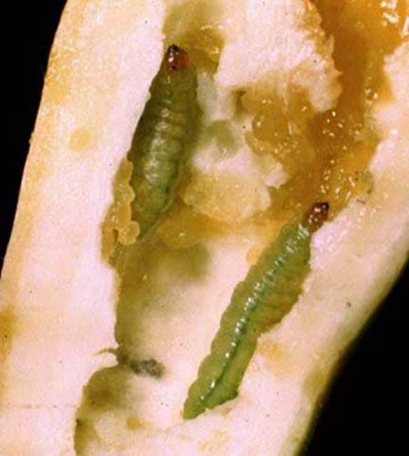 pesticide guy | a resource for documenting the value of pesticides in ...